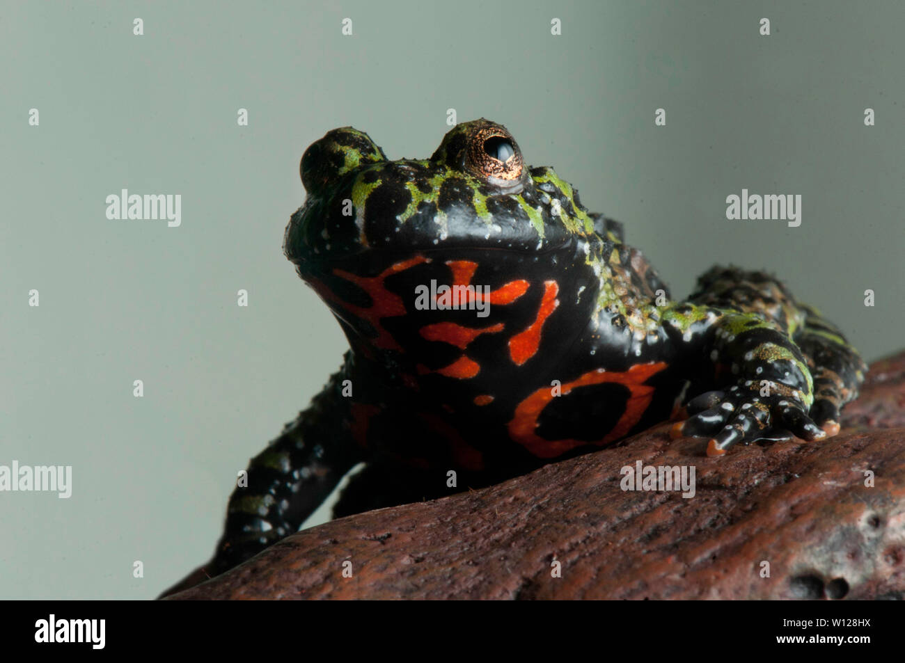 Fire bellied Toad Stock Photo - Alamy