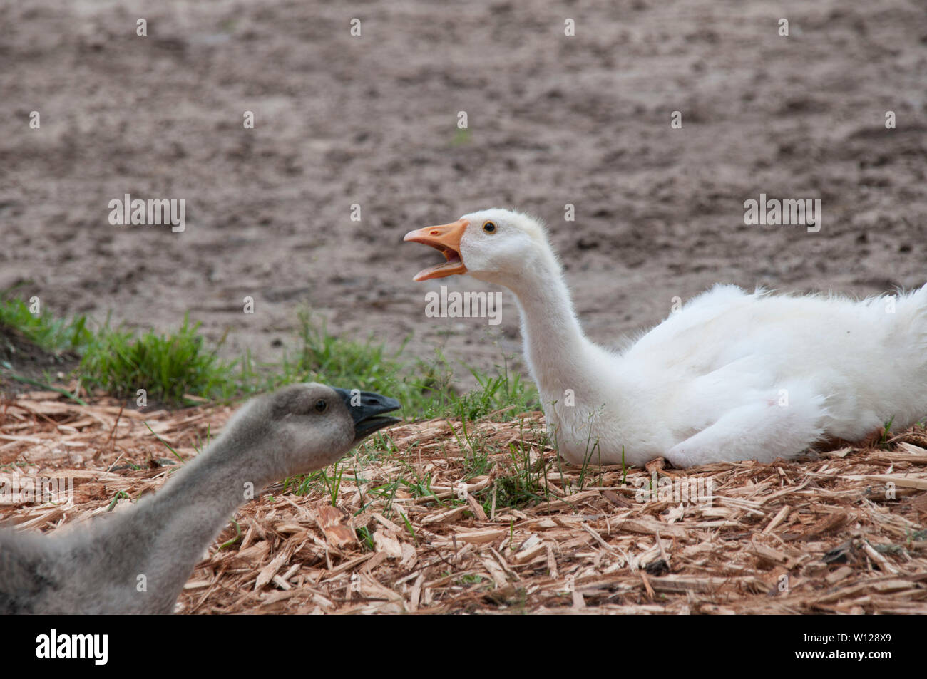Mother Goose and Gosling Calling Stock Photo - Alamy
