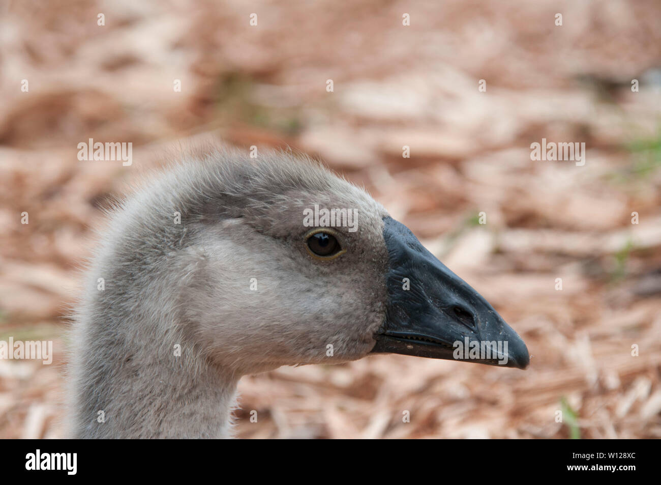 Gray Gosling with a Black Beak Stock Photo - Alamy