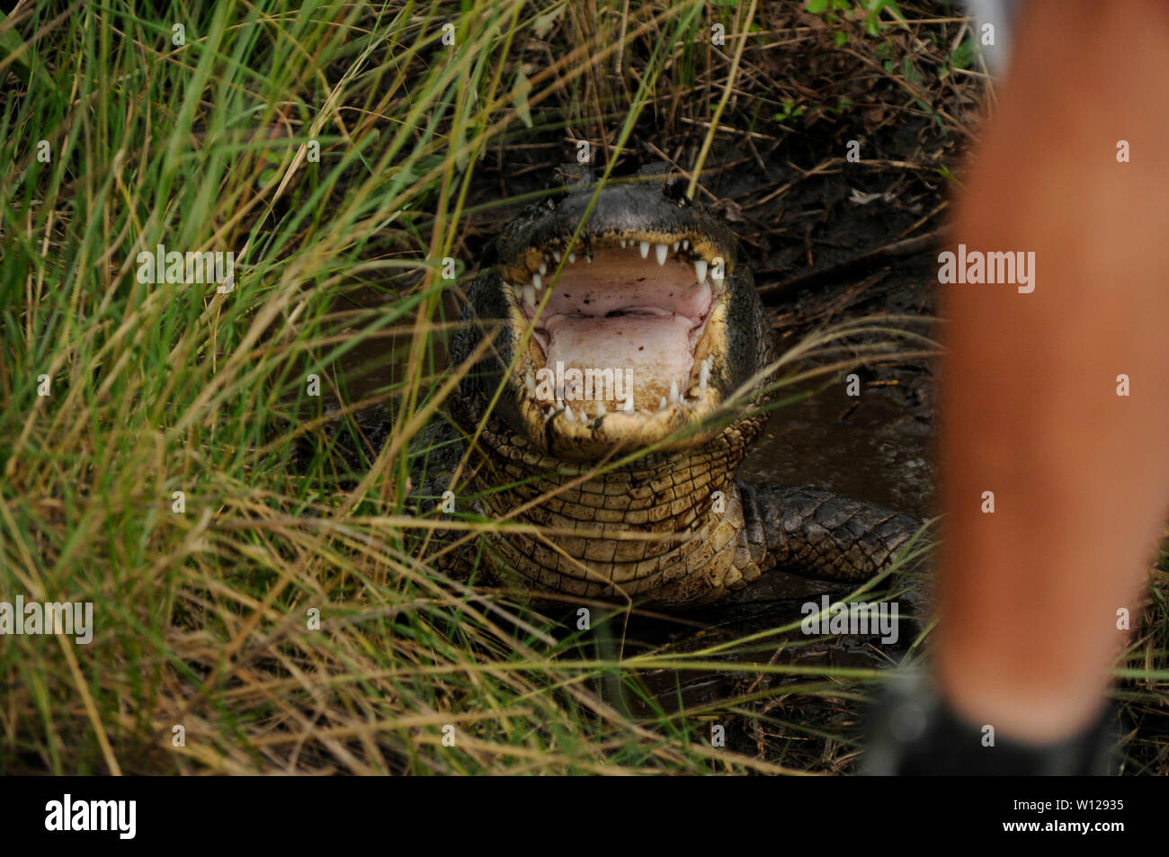 Alligator in a swamp near New Orleans, Louisiana Stock Photo - Alamy