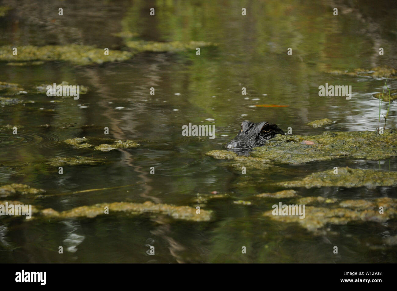 Alligator in a swamp near New Orleans, Louisiana Stock Photo - Alamy