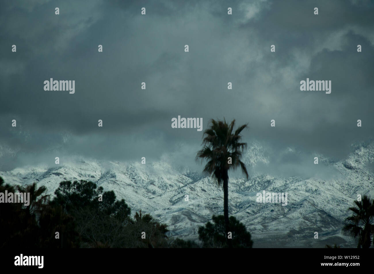 Snowy Palm Tree High Resolution Stock Photography and Images - Alamy