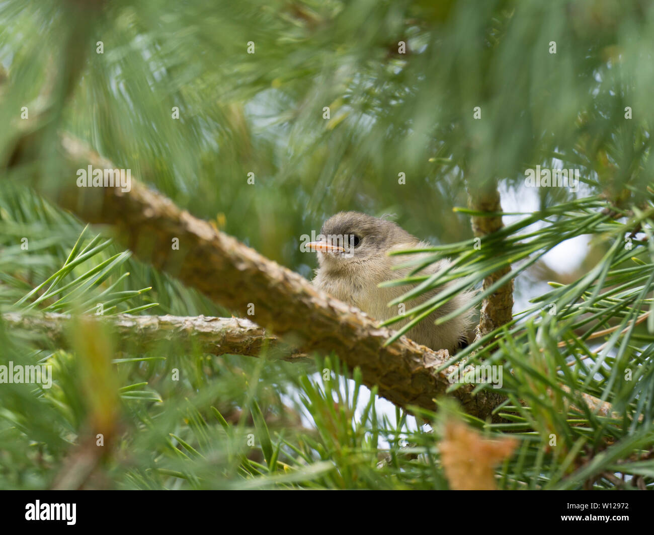 Goldcrest, Regulus regulus, single young fledgling perched in conifer ...