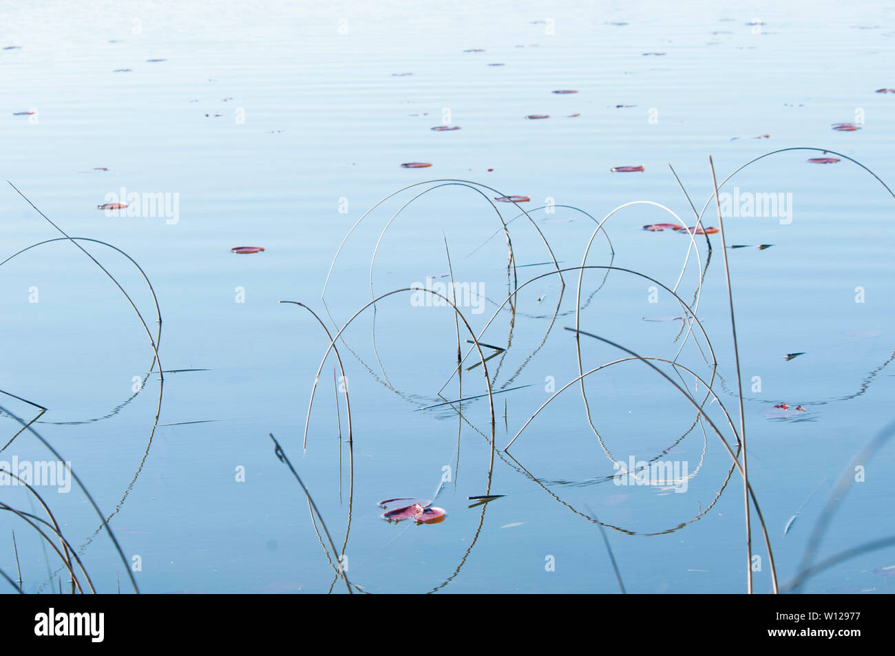 Reed lily pads hi-res stock photography and images - Alamy