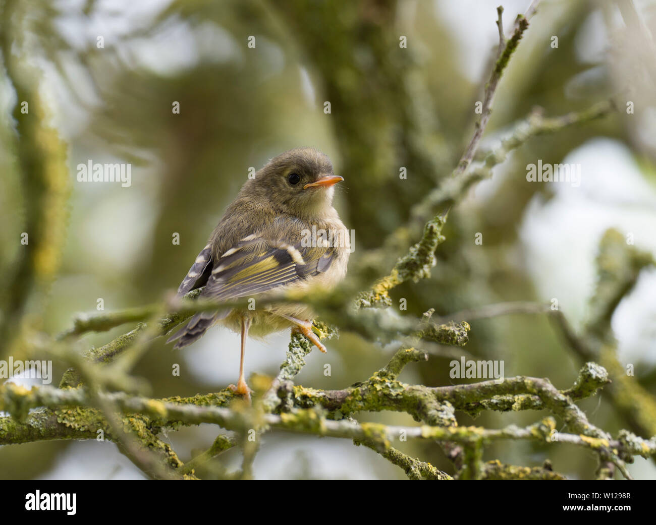 Goldcrest fledgling hi-res stock photography and images - Alamy