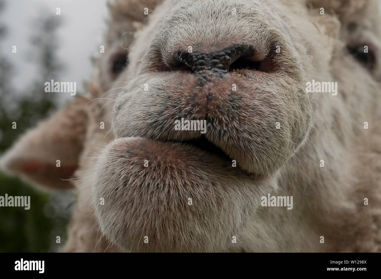 Sheep chewing, Rochester, New York Stock Photo - Alamy