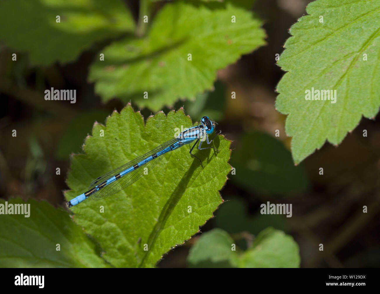 Male dragonflies insects hi-res stock photography and images - Alamy