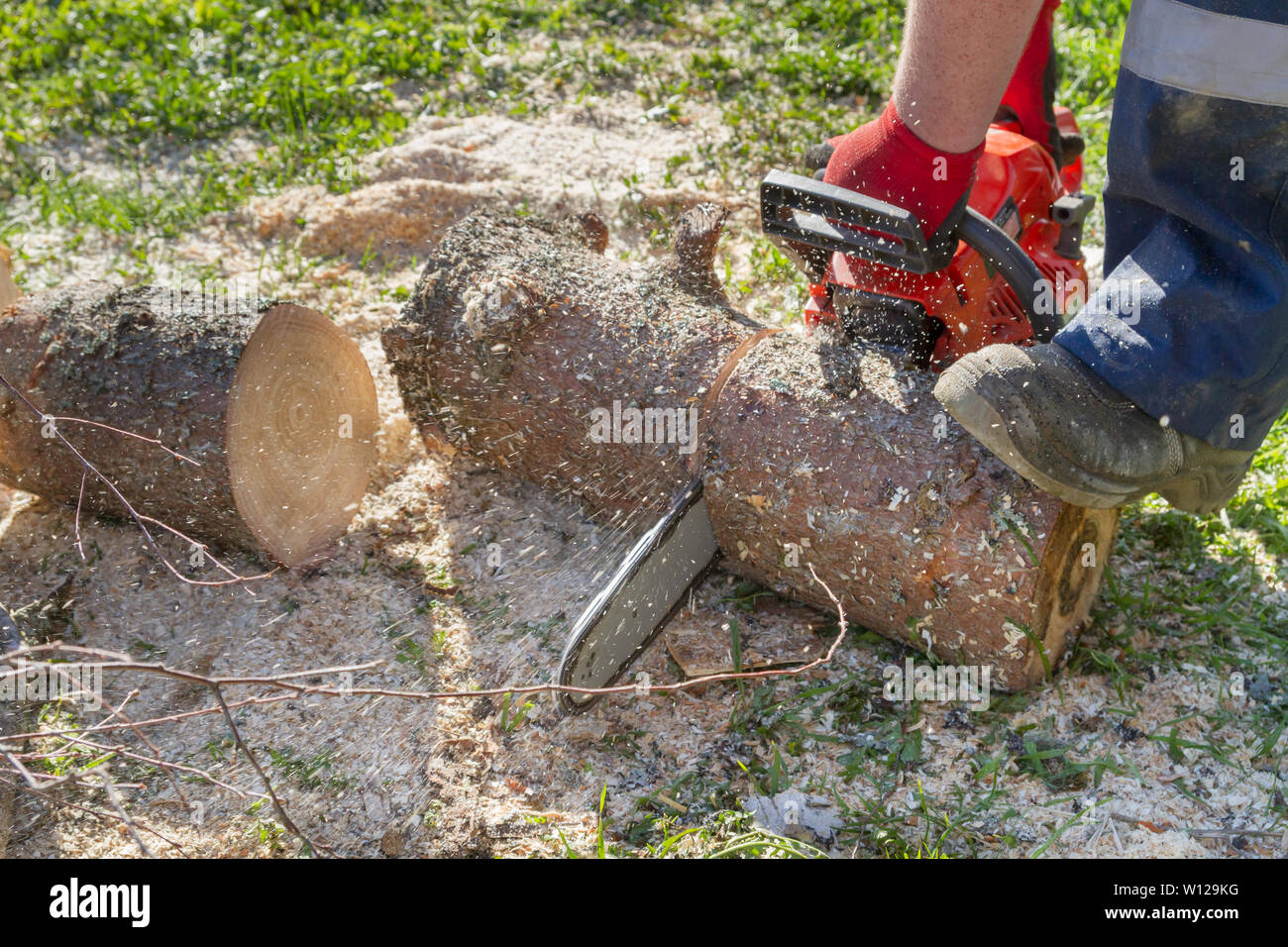 Cut the logs with a chainsaw to prepare firewood Stock Photo - Alamy