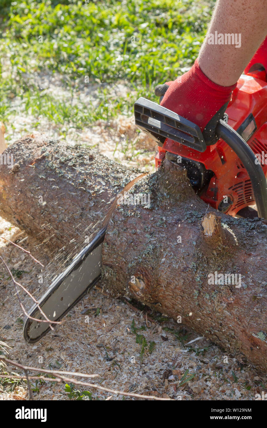 Cut the logs with a chainsaw to prepare firewood Stock Photo - Alamy