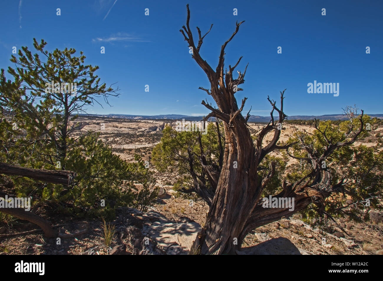 Dead Juniper 1 Stock Photo - Alamy