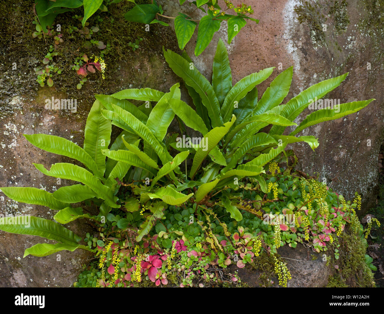 Hart's-tongue Fern, Asplenium scolopendrium, growing on rock ...