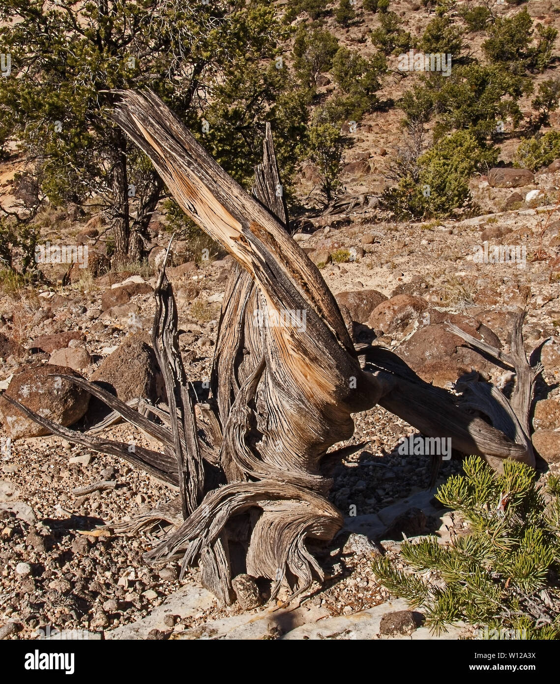 Dead Juniper 2 Stock Photo - Alamy
