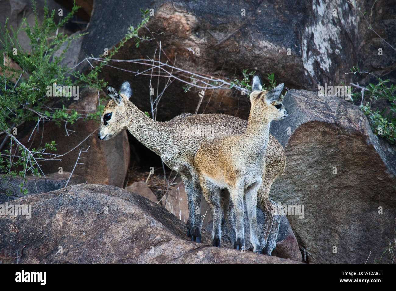 Female klipspringer hi-res stock photography and images - Alamy