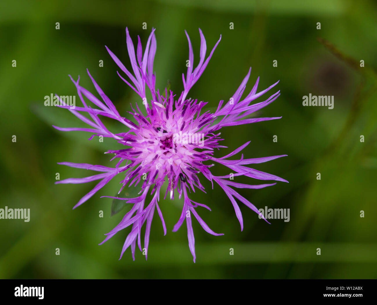 Common Knapweed, Centaurea nigra, single flower, Worcestershire, UK ...