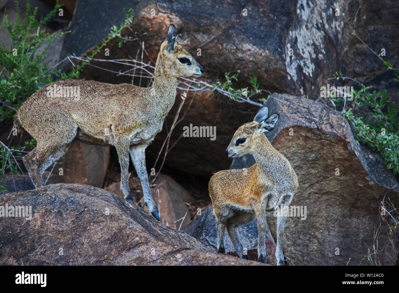 Female klipspringer hi-res stock photography and images - Alamy