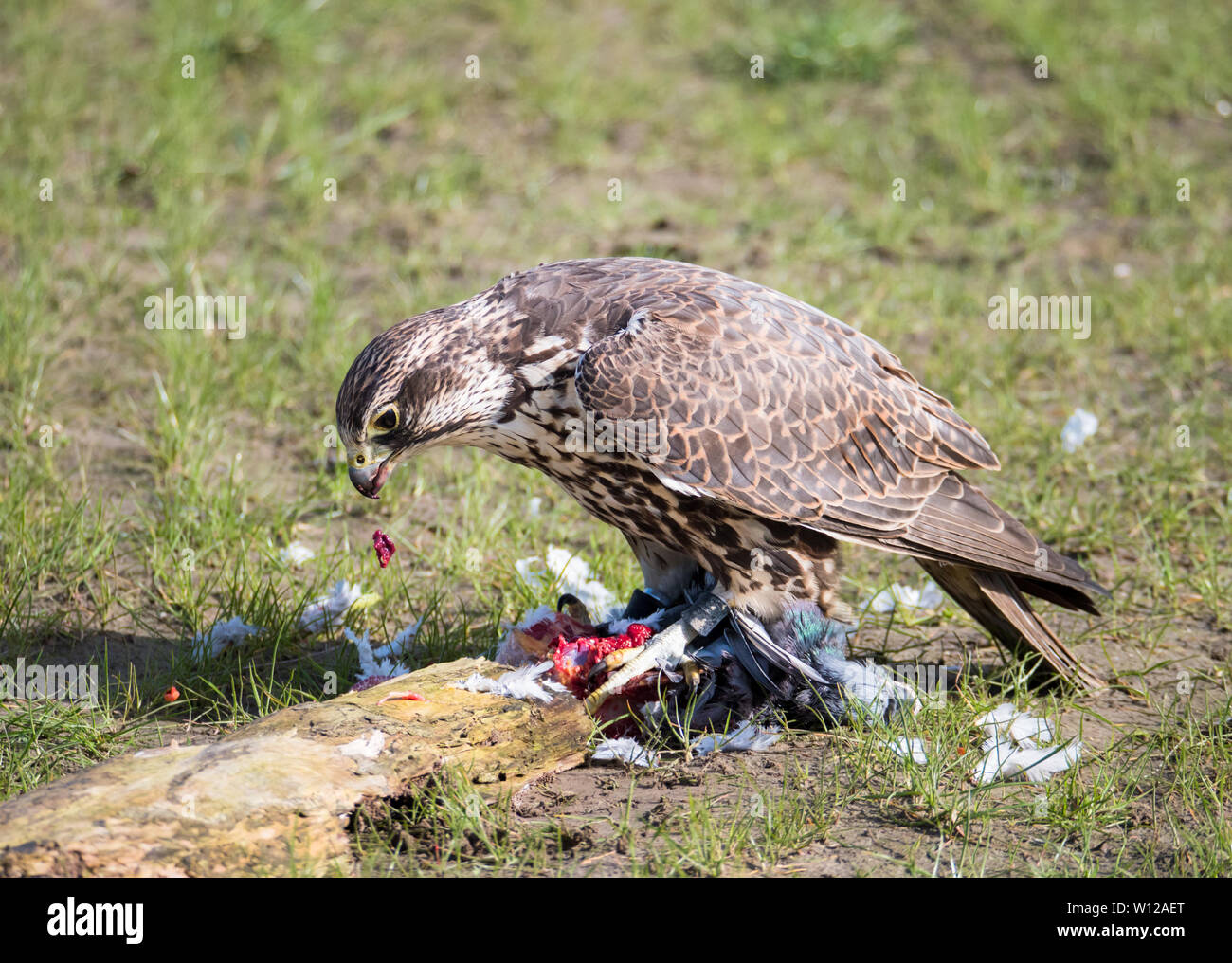 Peregrine falcon hunting pigeon hi-res stock photography and images - Alamy