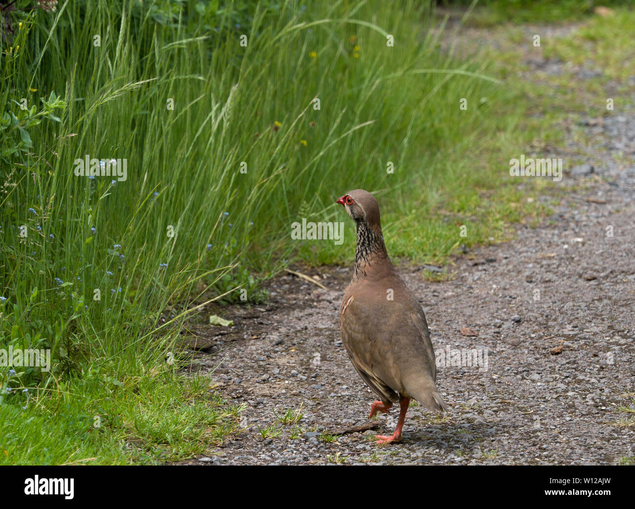 Walking movement hi-res stock photography and images - Alamy
