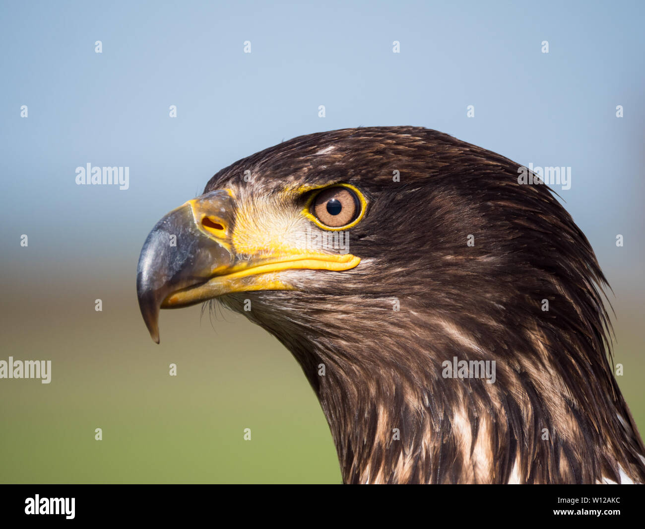 Close-up of an immature American bald eagle Stock Photo - Alamy