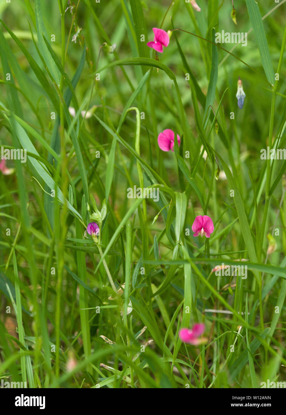 Grass Vetchling or Pea Grass, Lathyrus nissolia, growing in grassland ...
