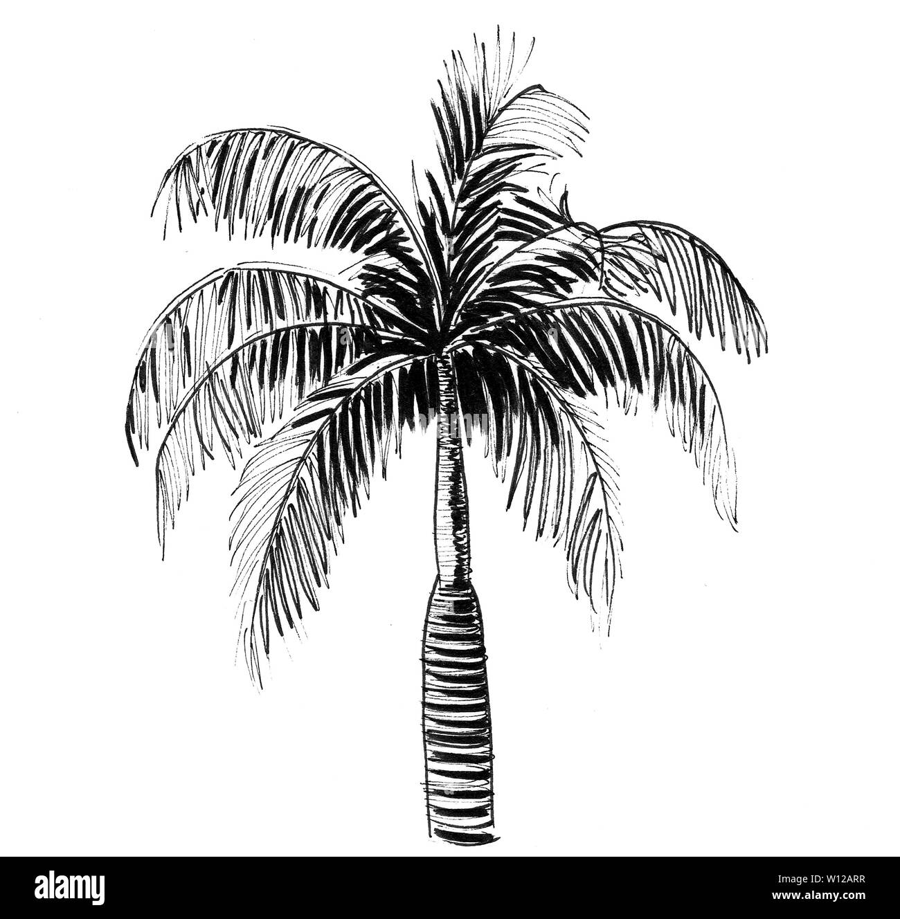 Palm tree. Ink black and white drawing Stock Photo - Alamy