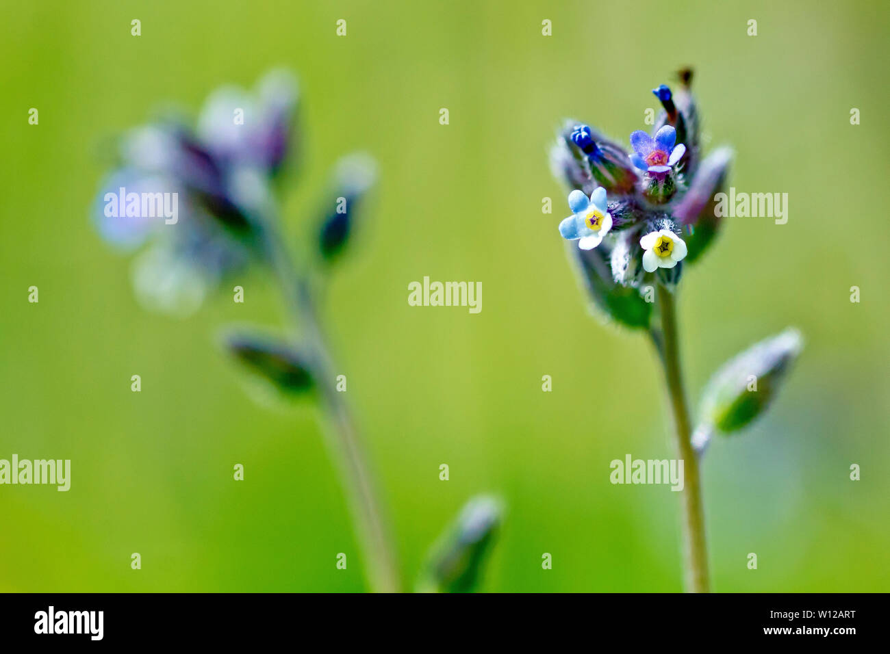 Changing Forget-me-not (myosotis discolor), close up showing the tiny ...