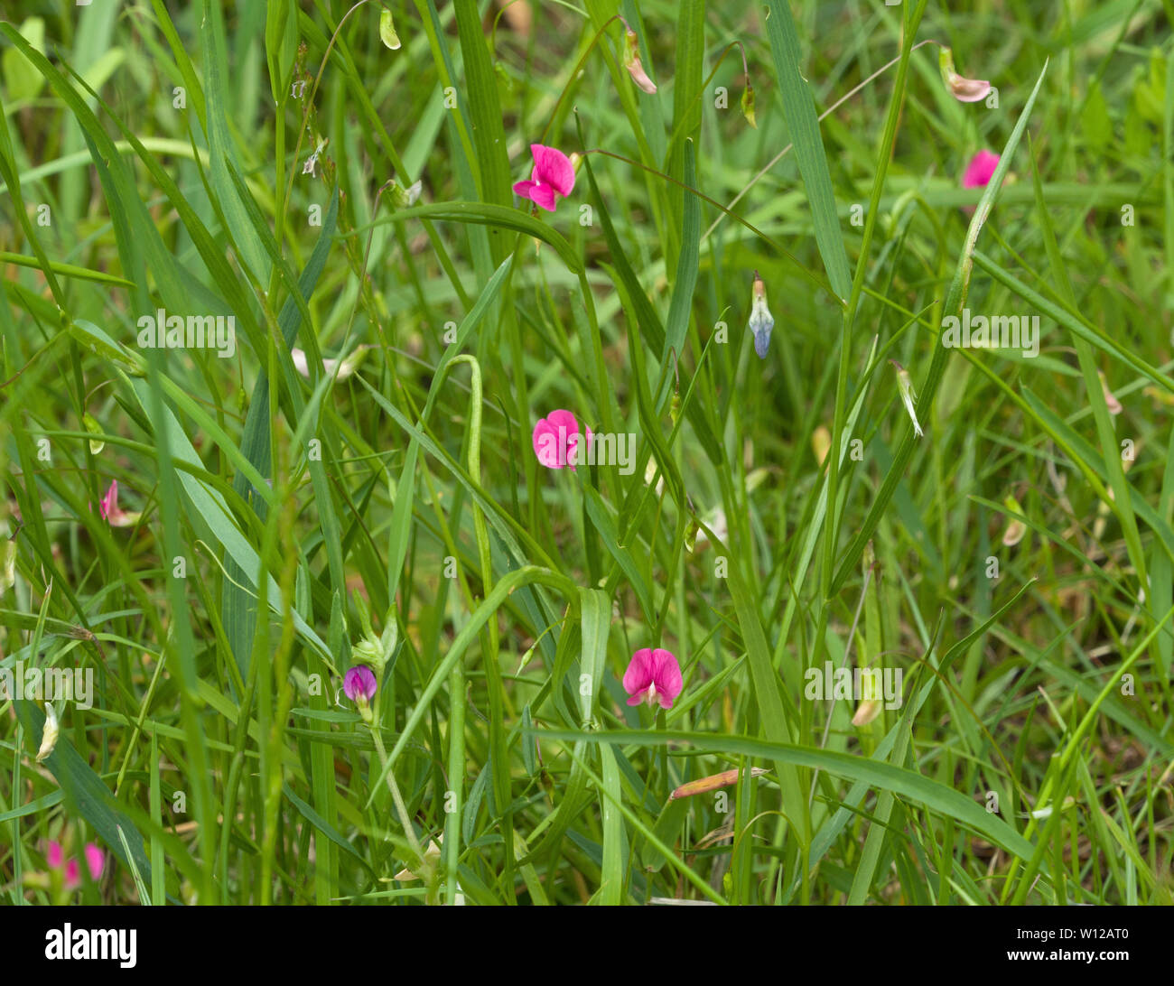 Grass Vetchling or Pea Grass, Lathyrus nissolia, growing in grassland ...