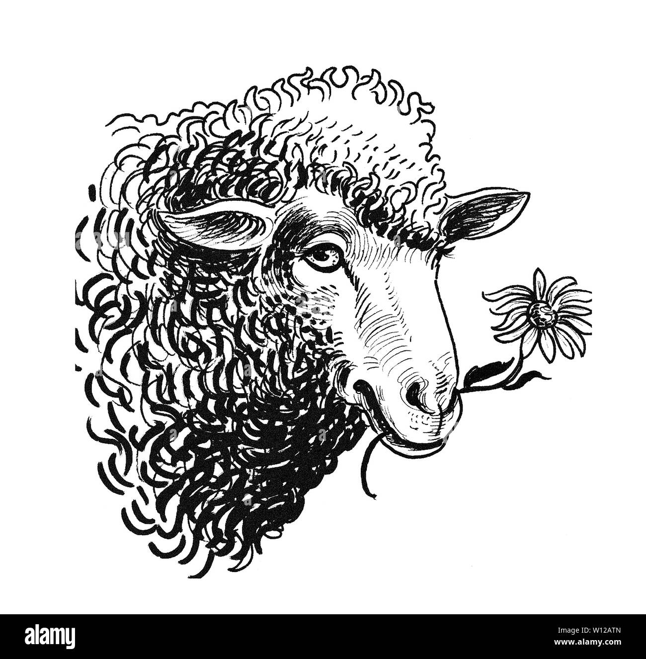 Sheep eating a flower. Ink black and white drawing Stock Photo - Alamy