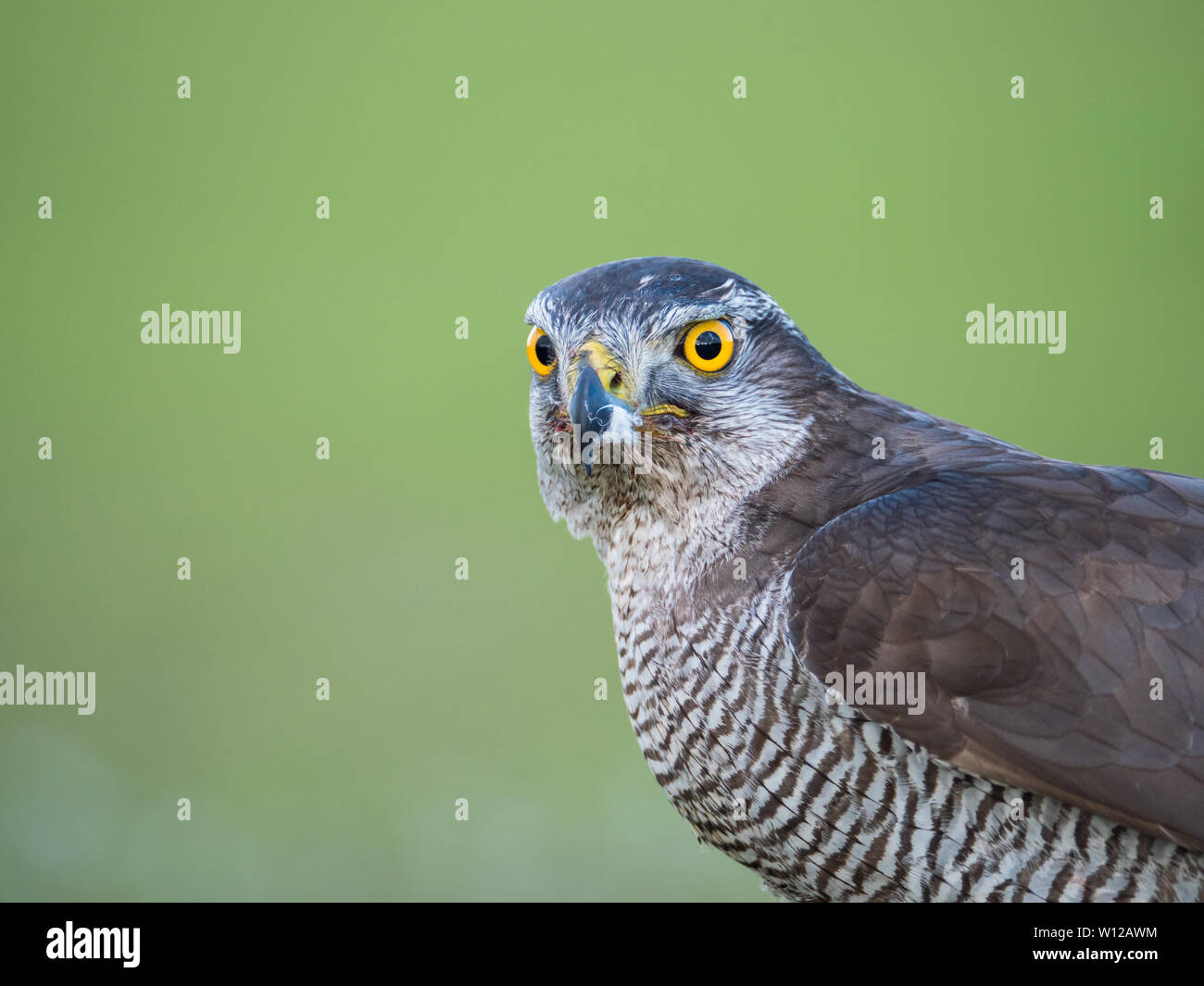 Hybrid gyr peregrine falcon hi-res stock photography and images - Alamy