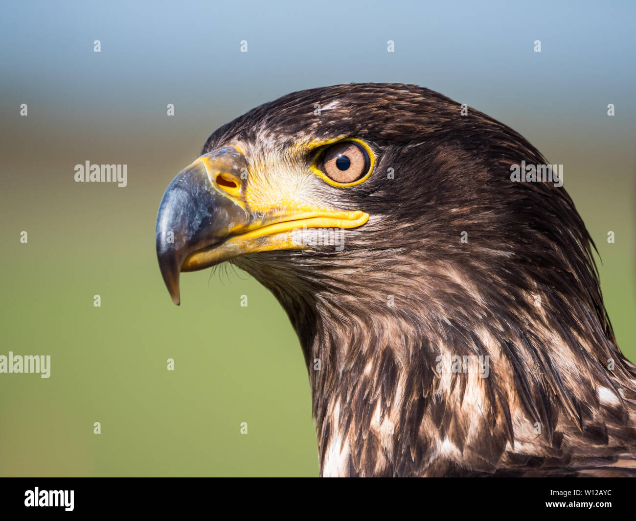 Close-up of an immature American bald eagle Stock Photo - Alamy