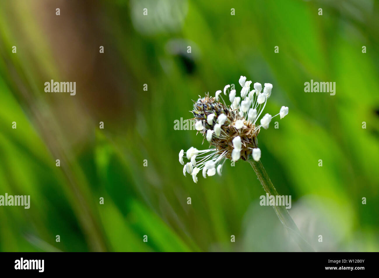 Ribwort Plantain or Ribgrass (plantago lanceolata), close up of a ...