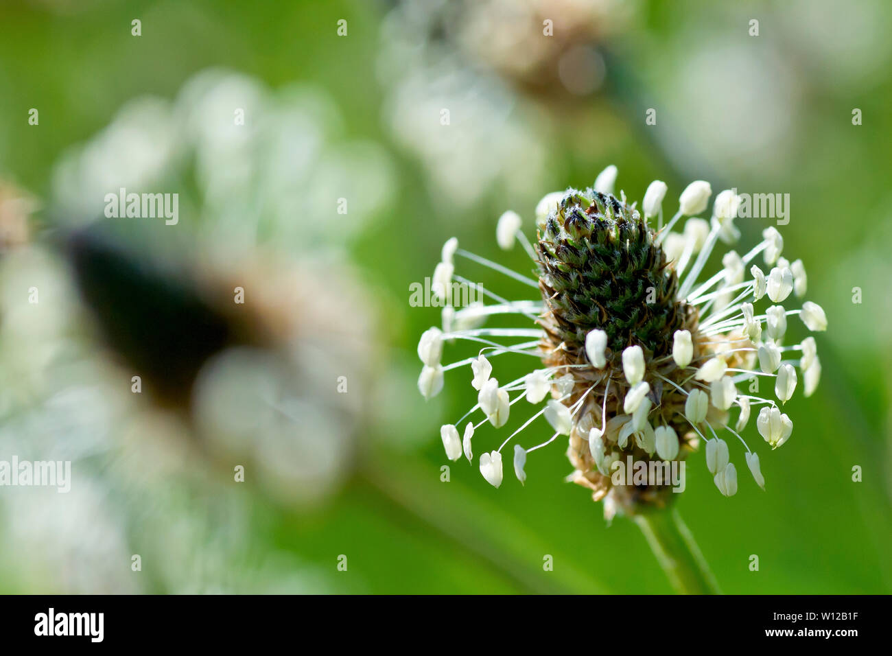Ribwort Plantain or Ribgrass (plantago lanceolata), close up of a ...
