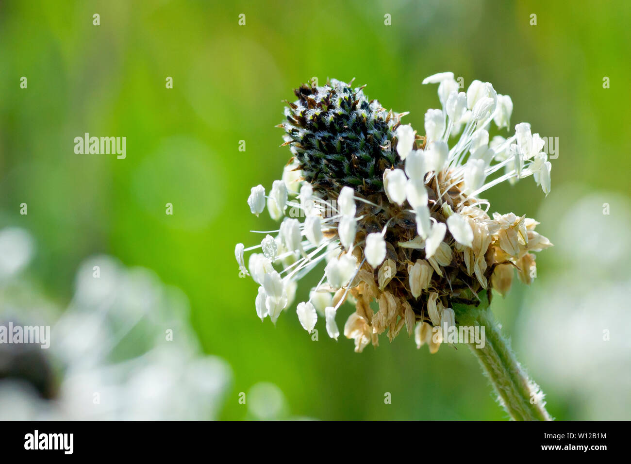 Ribgrass wildflower hi-res stock photography and images - Alamy