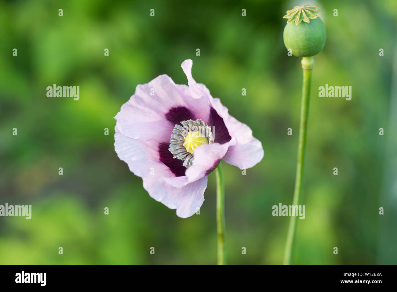 Papaver somniferum poppy opium hi-res stock photography and images - Alamy