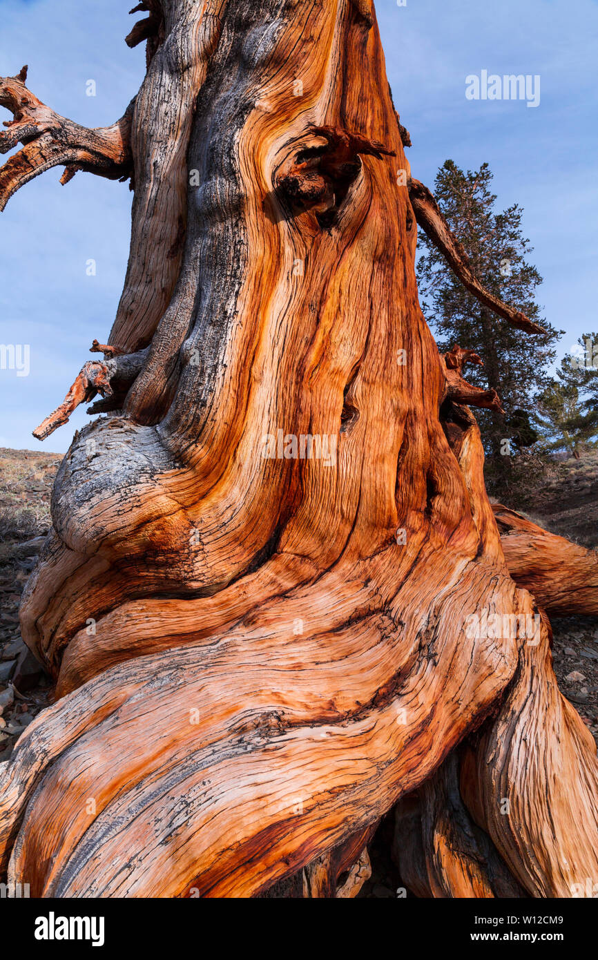 Ancient Bristlecone Pine forest, Inyo National forest, White Mountains ...