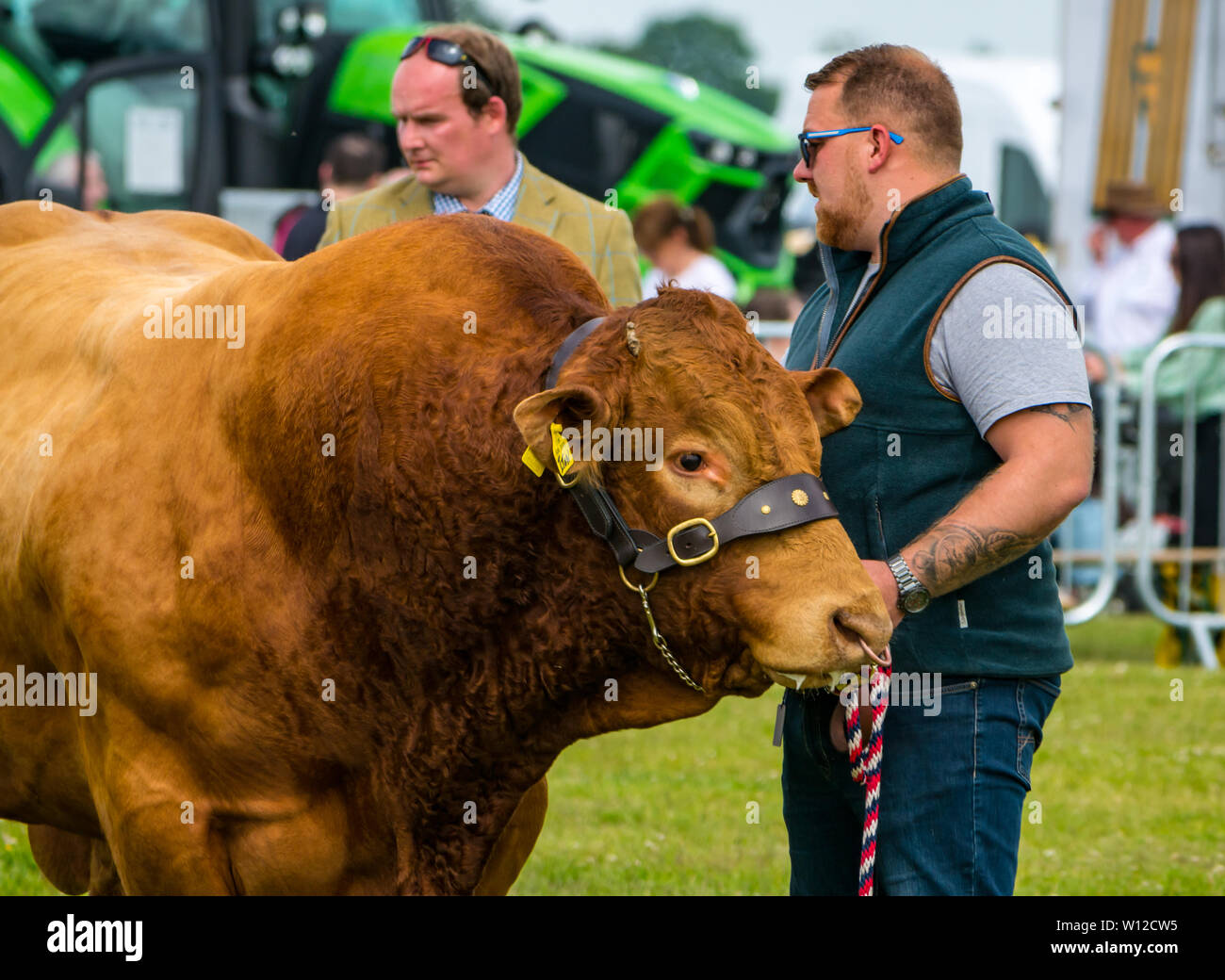 Cattle judging hi-res stock photography and images - Alamy