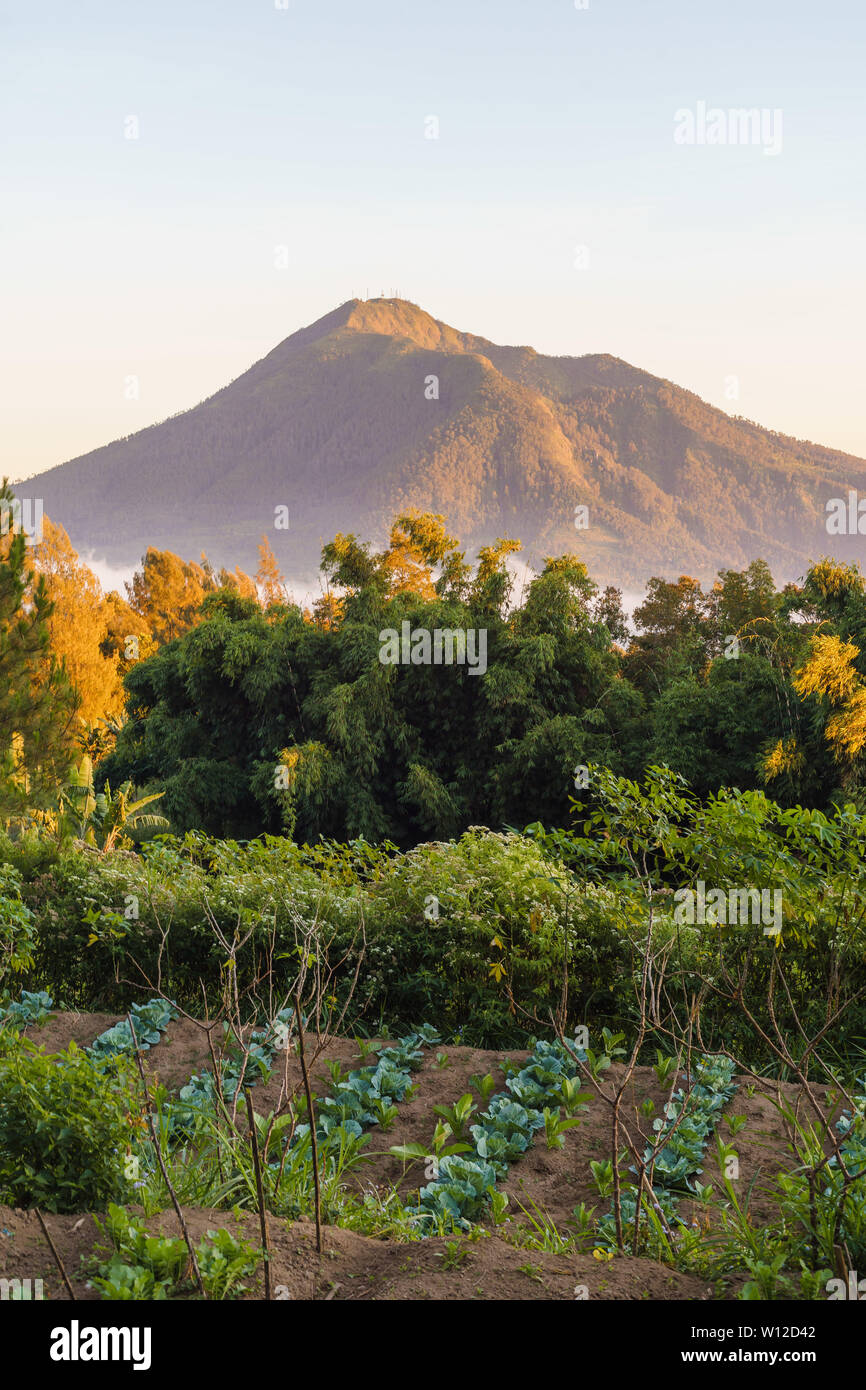 Semarang forest hi-res stock photography and images - Alamy