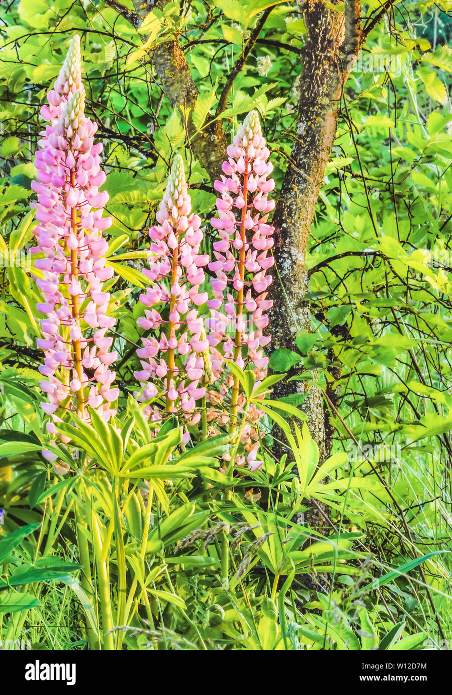 Field blooming lupine flowers lupinus hi-res stock photography and ...