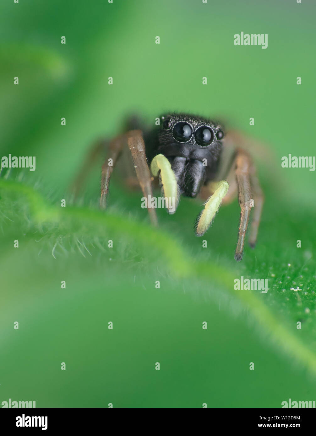 Jumping Spider ( Heliophanus sp Stock Photo - Alamy