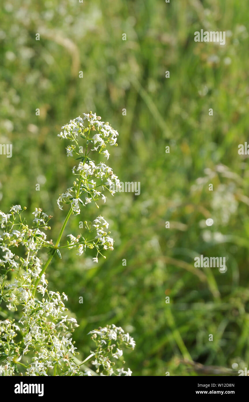 close-up of galium album, the white bedstraw or hedge bedstaw, in a ...