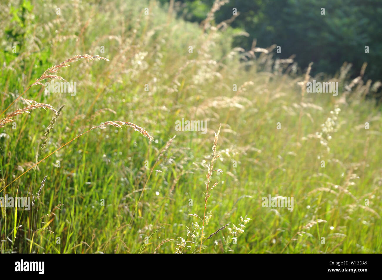 slope grown with tall oat-grass, focus on foreground in morning sun ...