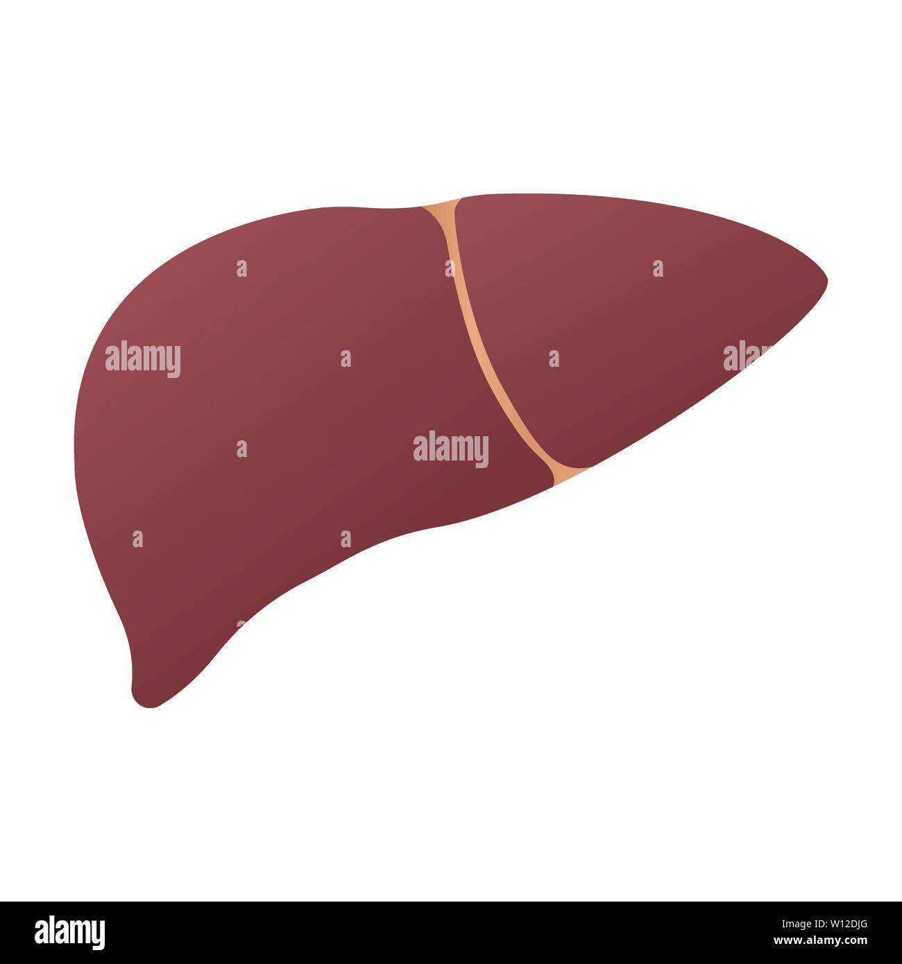 Human liver anatomy. Human internal organs symbol. Vector illustration ...