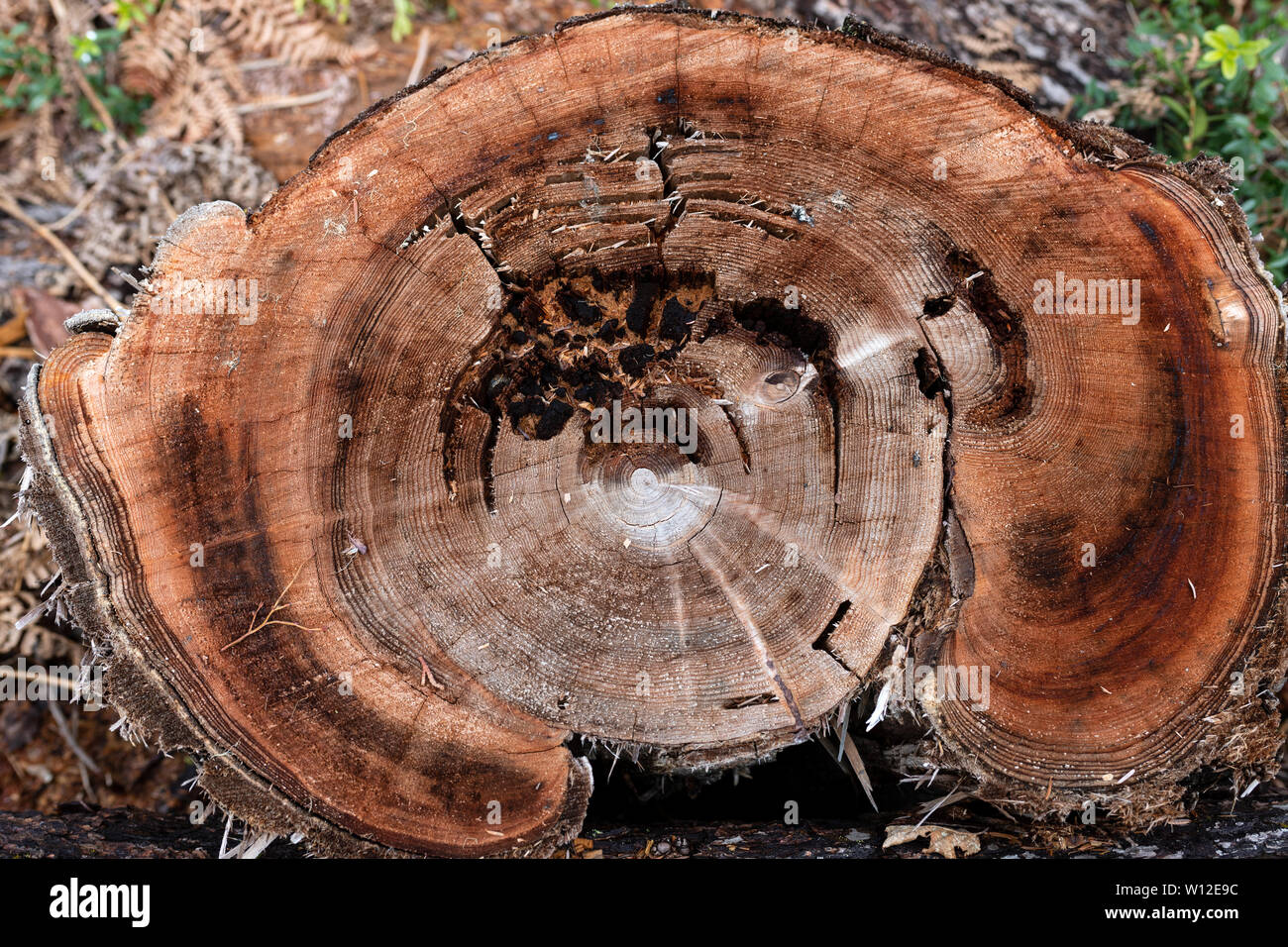 Asymmetrical horizontal cross hi-res stock photography and images - Alamy