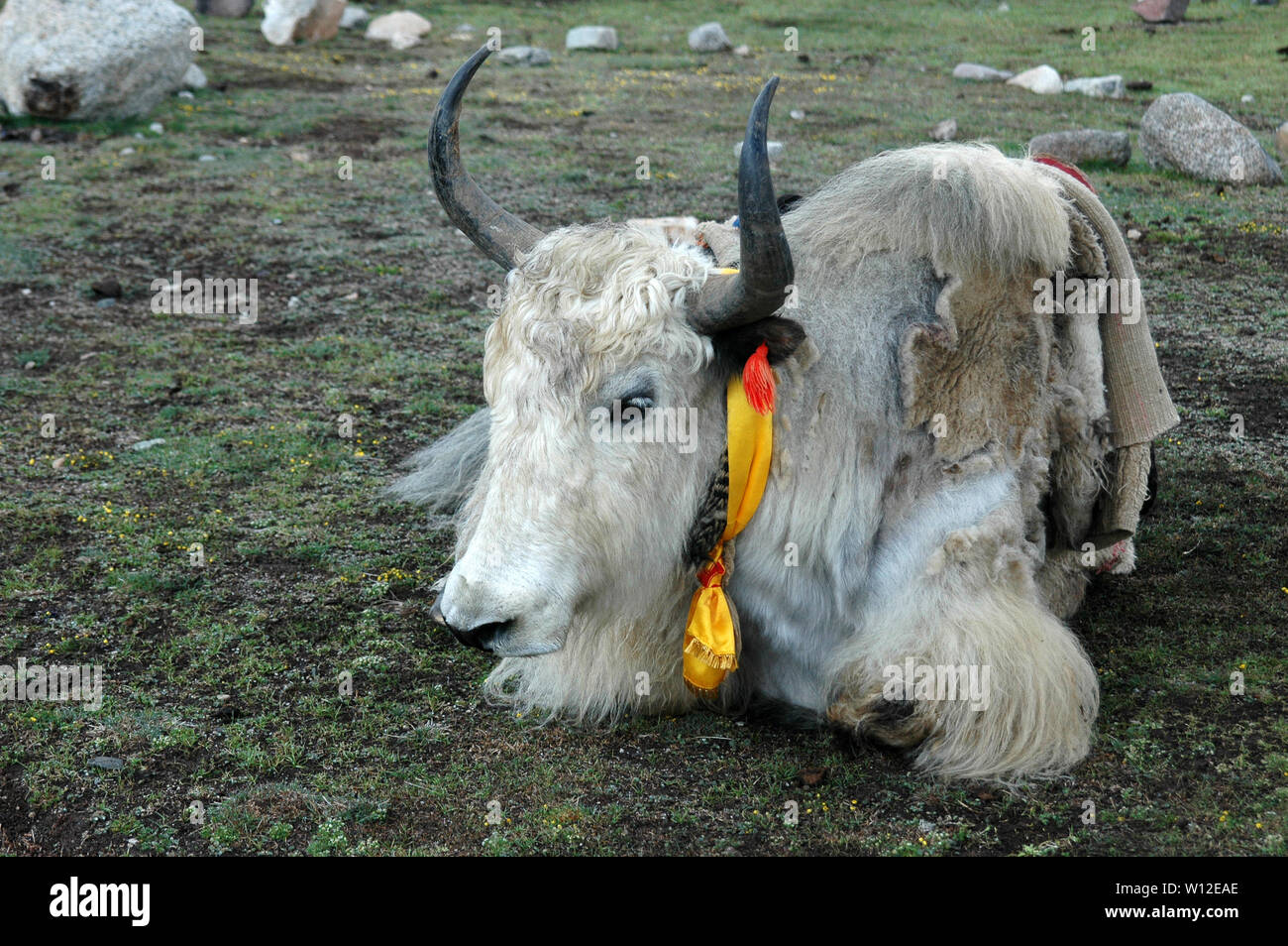 Tibetan Yak animal. The bark around the sacred mount Kailash, Tibet ...