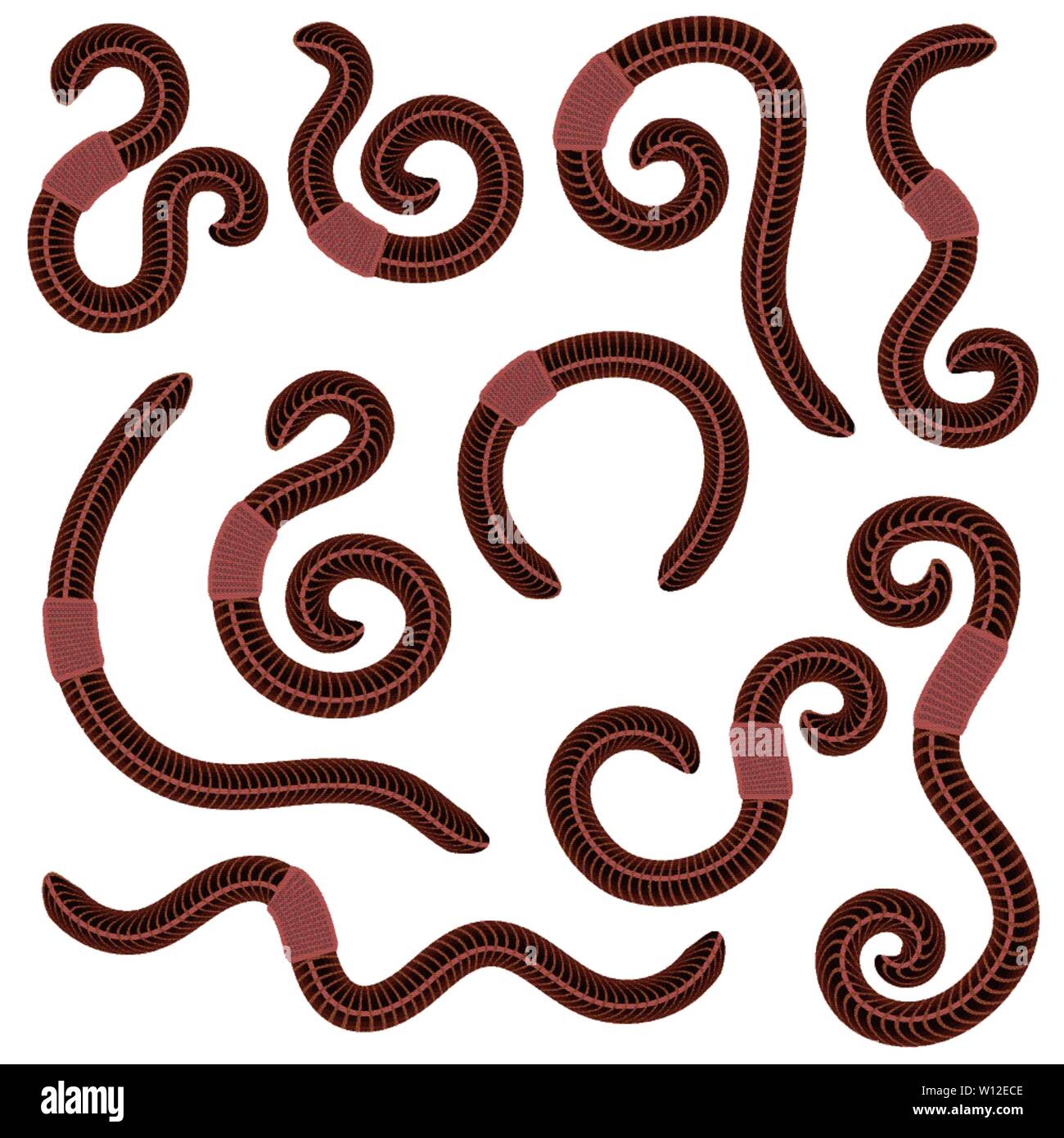 Earthworm Vector 128553 Vector Art At Vecteezy, 51% OFF