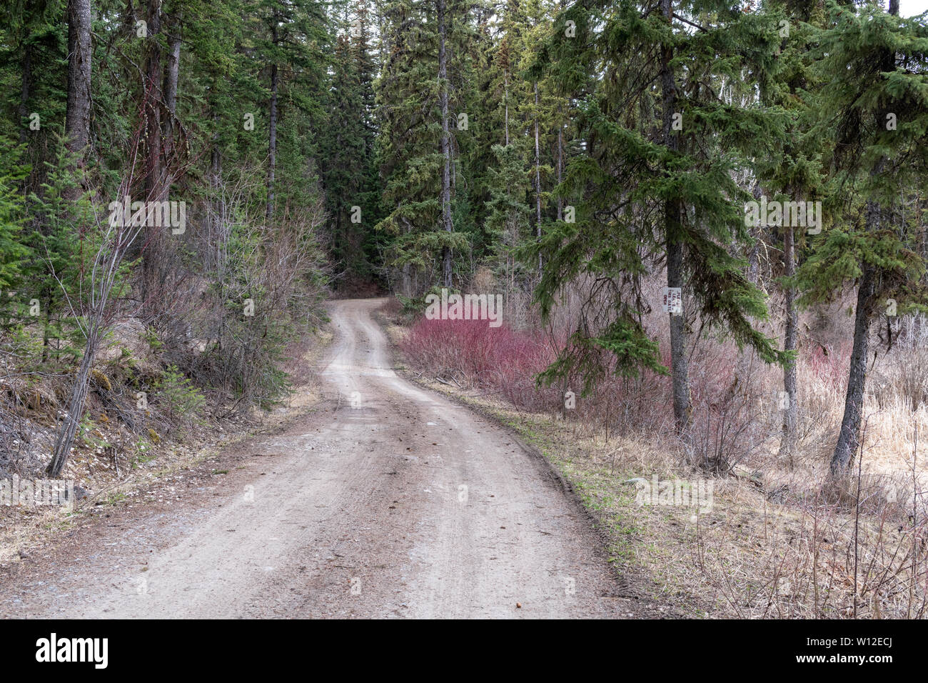 Dirt road in the forest near Pass Lake, British Columbia, Canada Stock ...