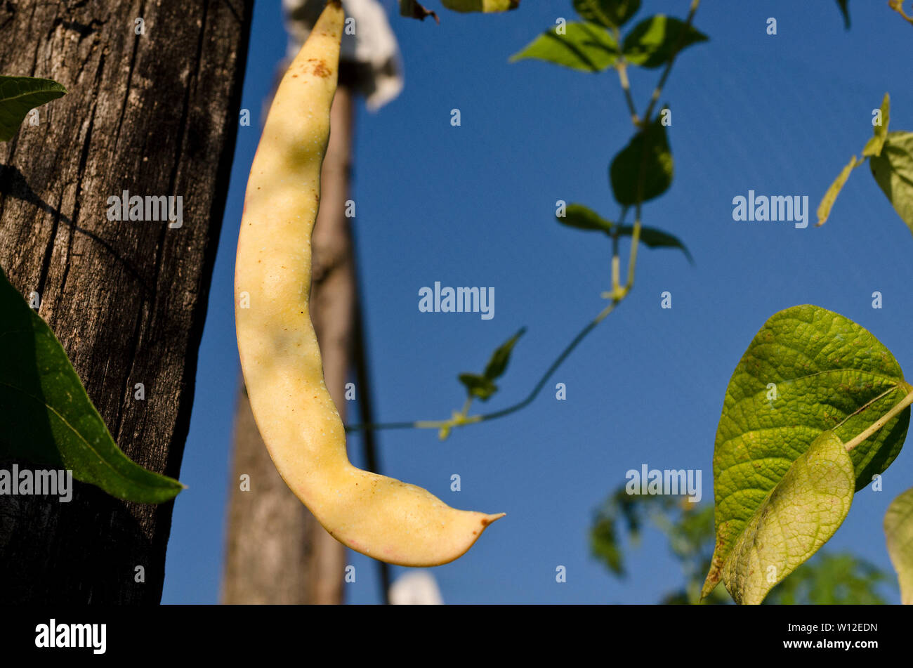 Yellow bean growing on vegetable bed in the summer Stock Photo - Alamy