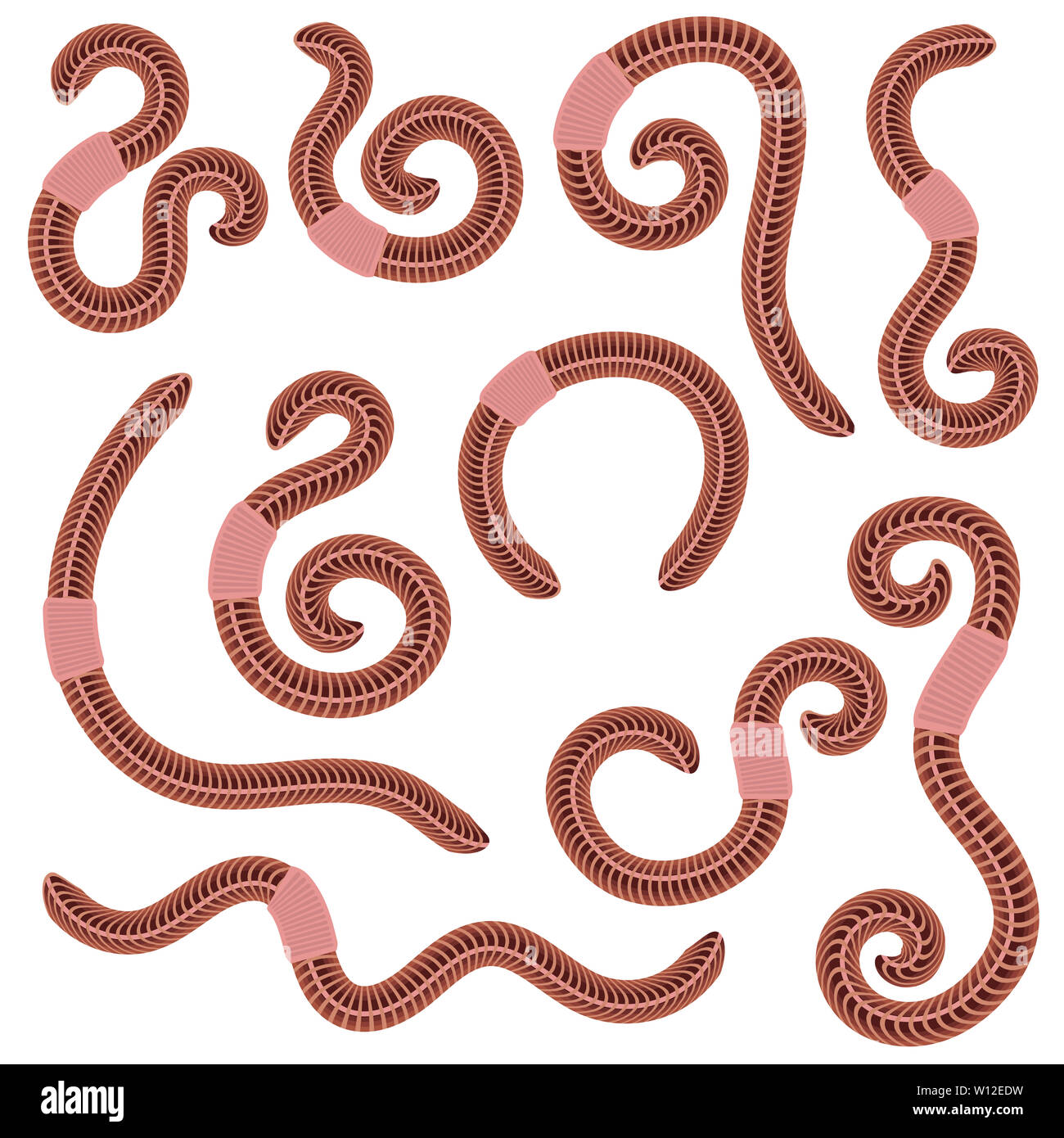 Worms soil illustration hi-res stock photography and images - Alamy