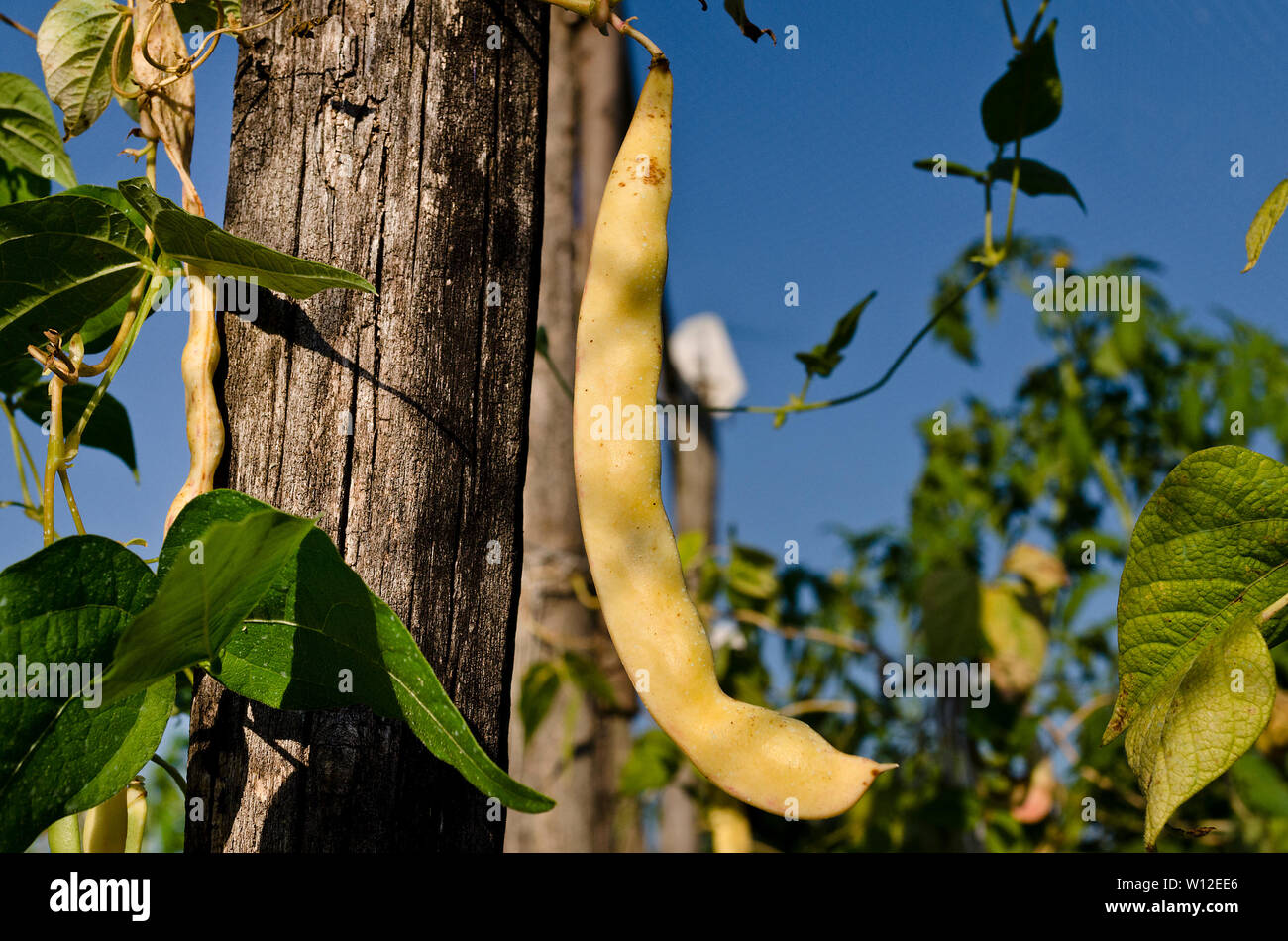 Bean foliage hi-res stock photography and images - Alamy