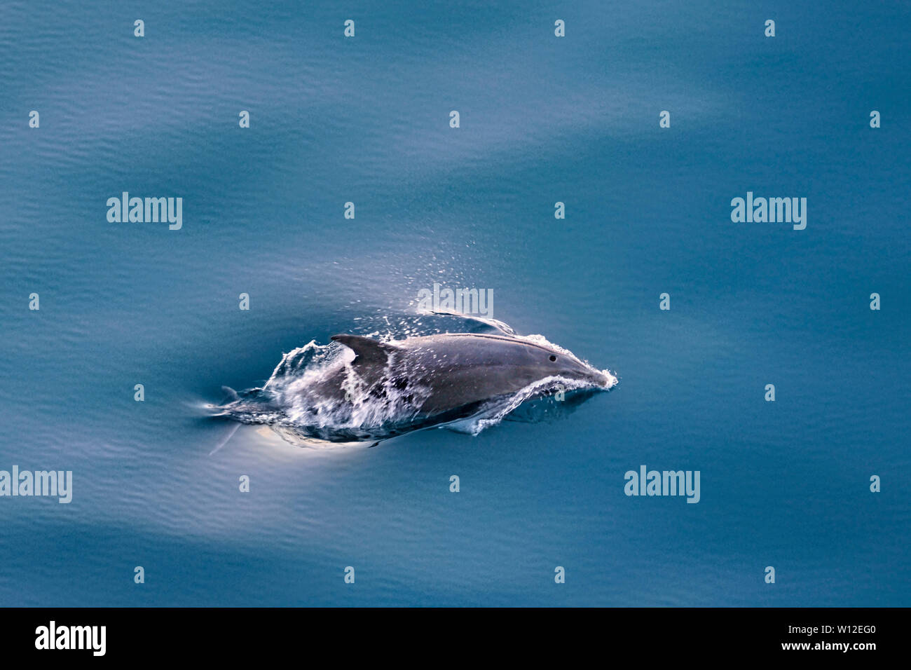 Dolphin surface hi-res stock photography and images - Alamy