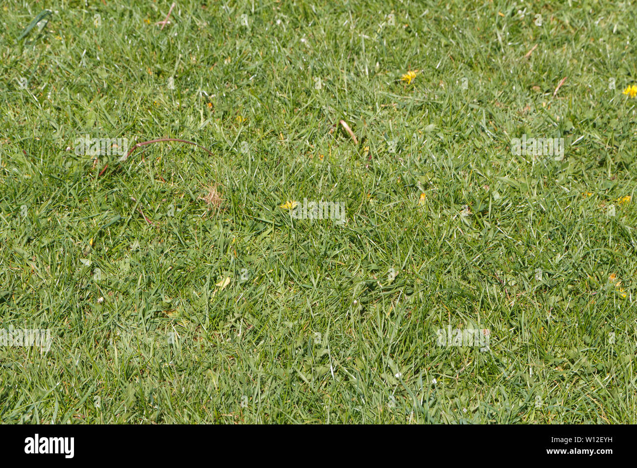 Grass in a garden during spring Stock Photo - Alamy